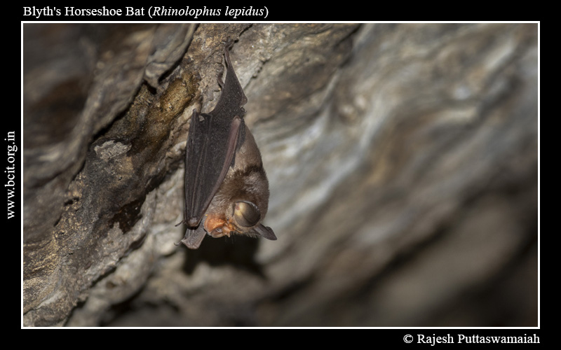 Photo Gallery – Bat Conservation India Trust