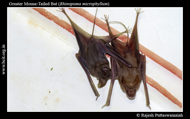 Photo Gallery – Bat Conservation India Trust