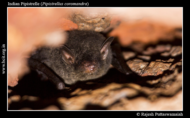 Photo Gallery – Bat Conservation India Trust