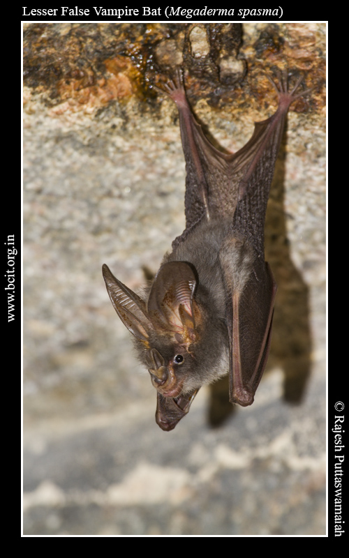 Photo Gallery – Bat Conservation India Trust